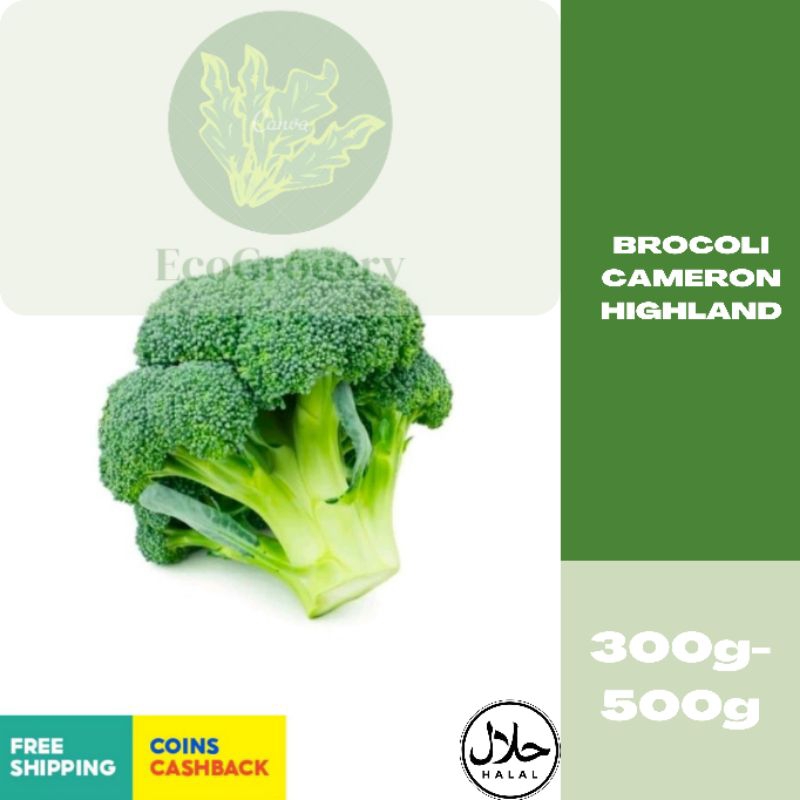 Fresh Broccoli // Sayur Broccoli Cameron Highland (250g-350g) | Shopee ...