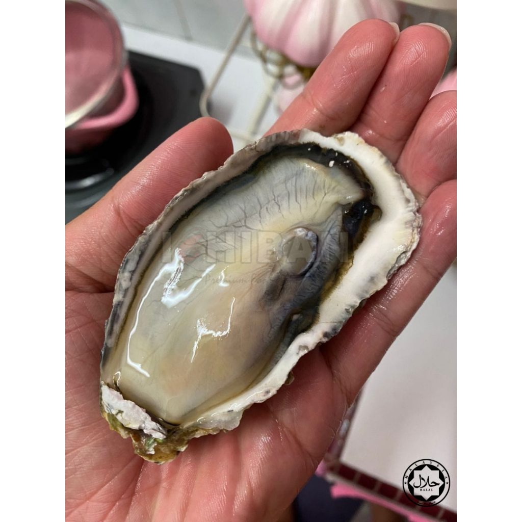 Sashimi Oyster Korea Full Shell - Halal | Shopee Malaysia