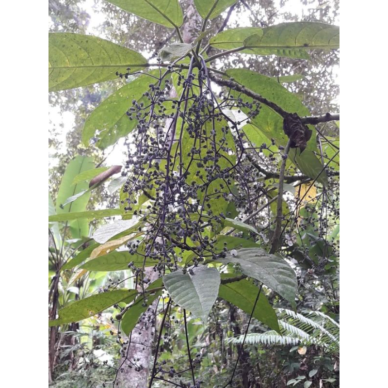 Pokok Jelatang Gajah / Dendrocnide stimulans | Shopee Malaysia