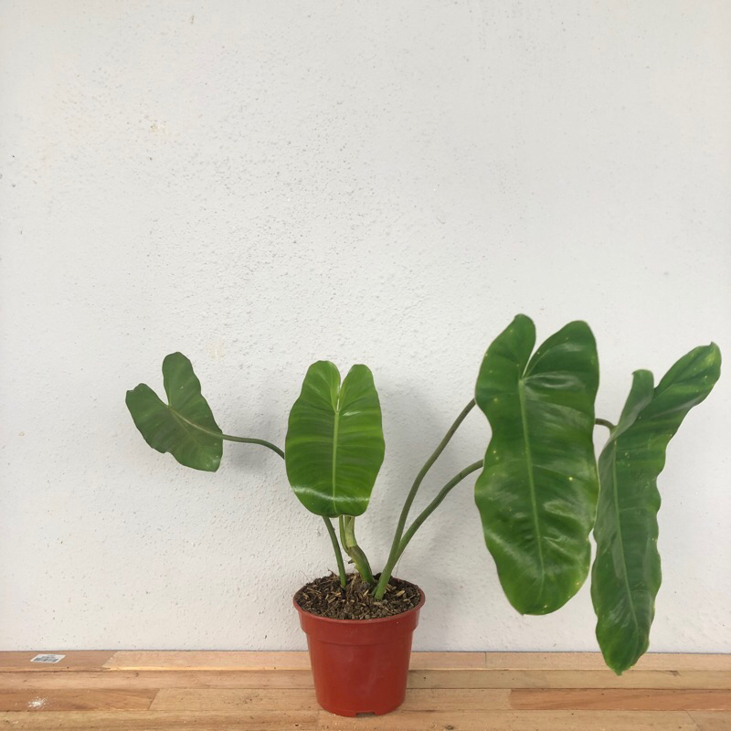 Pokok Keladi Hijau (Dalam pasu Kecik)/ Philodendron burle-marxii ...