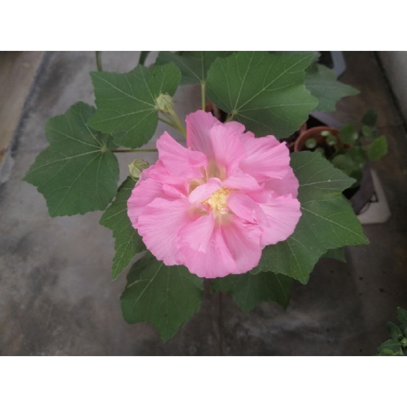 Hibiscus Mutabilis / Cotton Rosemallow / Confederate Rose / Pokok Bunga ...
