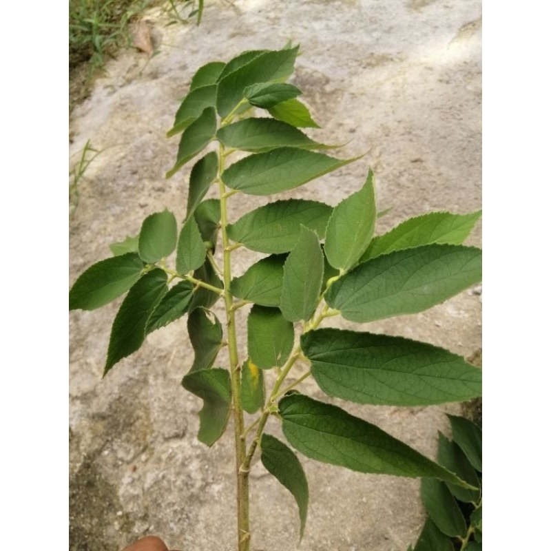 Daun Ceri Kampung | Muntingia Calabura | Setangkai | Shopee Malaysia