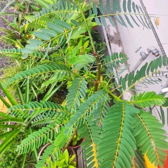 Anak Pokok Turi Putih & Merah / Pokok Geti | Shopee Malaysia
