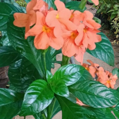 Crossandra Bunga Orange / Crossandra Infundibuliformis / Anak Pokok ...