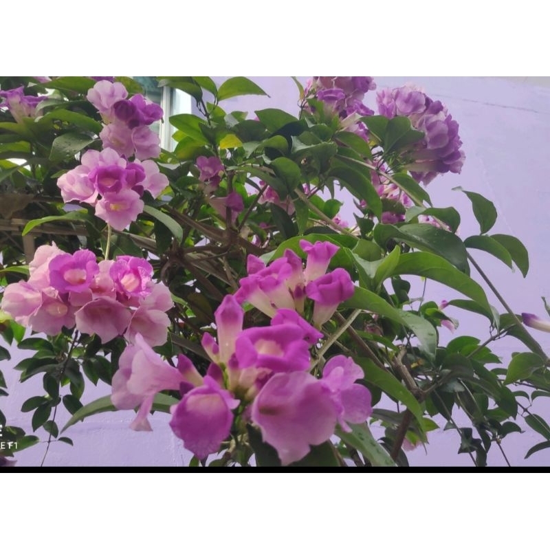 蒜香藤植物花苗Anak Pokok Bunga Anggur bawang putih/Plant flowers Seedlings ...