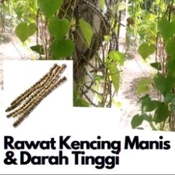 Akar Seruntun / Bakawali / Patawali Asli (6 inci) | Shopee Malaysia