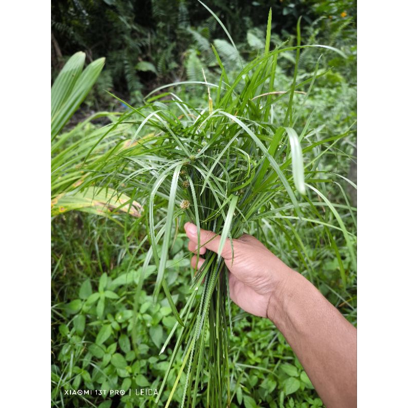 Rumput kucing/rumput helikopter/kyllinga nemoralis(anggaran berat ...