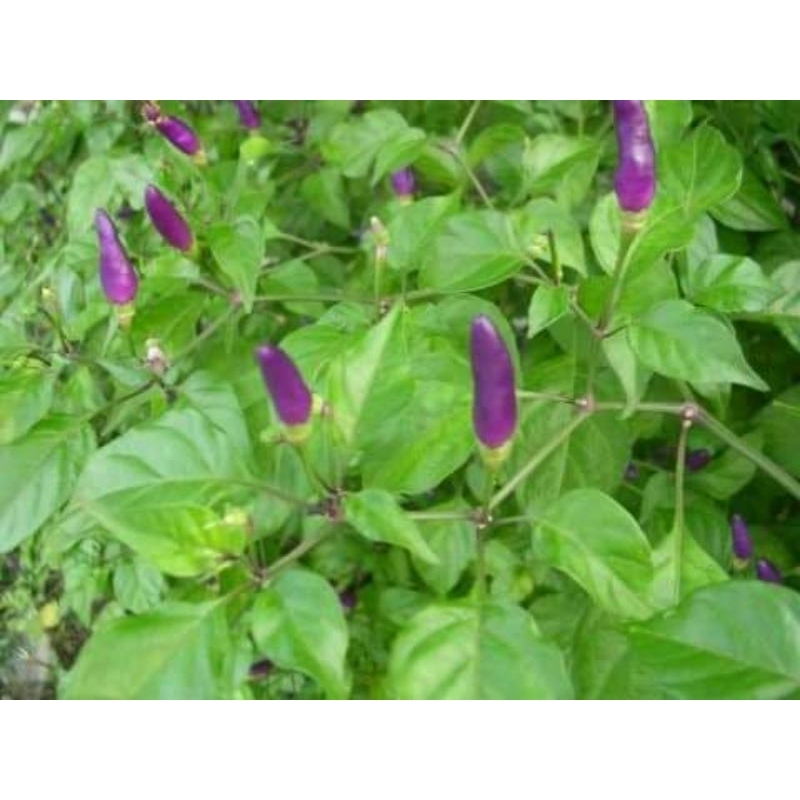 ANAK POKOK LADA PURPLE / LADA UNGU ( FROM SABAH ) | Shopee Malaysia
