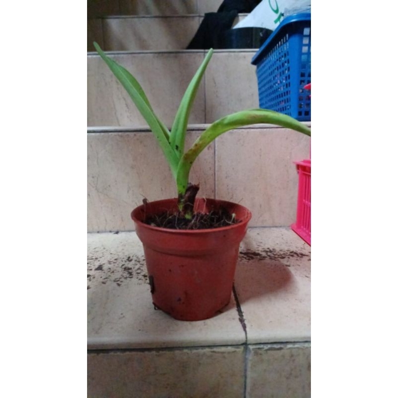 ANAK POKOK TEMBAGA SUASA/CRINUM/MELONG / Crinum asiaticum Red-bunga ...