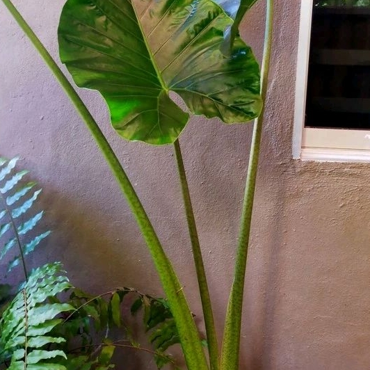 Pokok keladi gajah[giant Taro][hiasan]saiz besar(60-90 in) benih ...