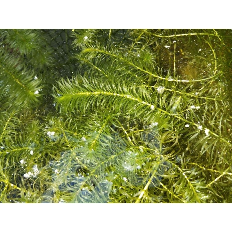 Live Aquatic plant (rumpai air) for guppy/ betta/ shrimp aquarium ...