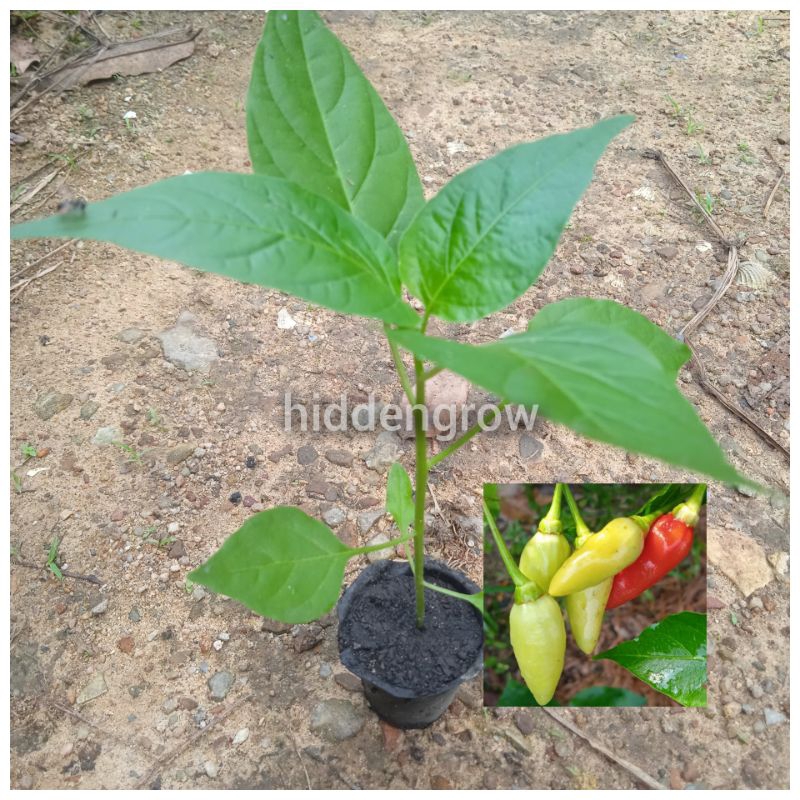 Benih Anak Pokok Cili Padi Putih (2/4 pokok) | Shopee Malaysia