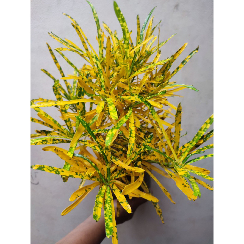 Croton Plant / Pokok Puding KUNING JEJARI HALUS ( dipanggil pokok ...