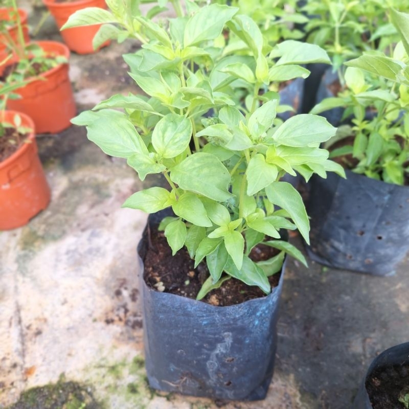 Pokok Kemangi masakan herba panas terik | Shopee Malaysia