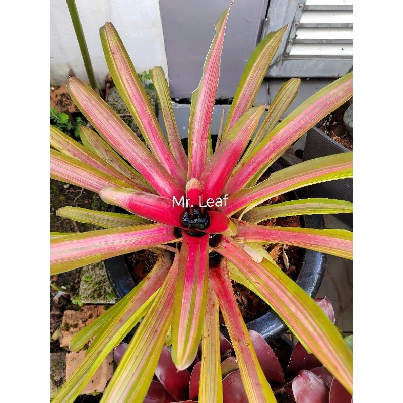 Bromeliad Neoregelia Martin | Shopee Malaysia