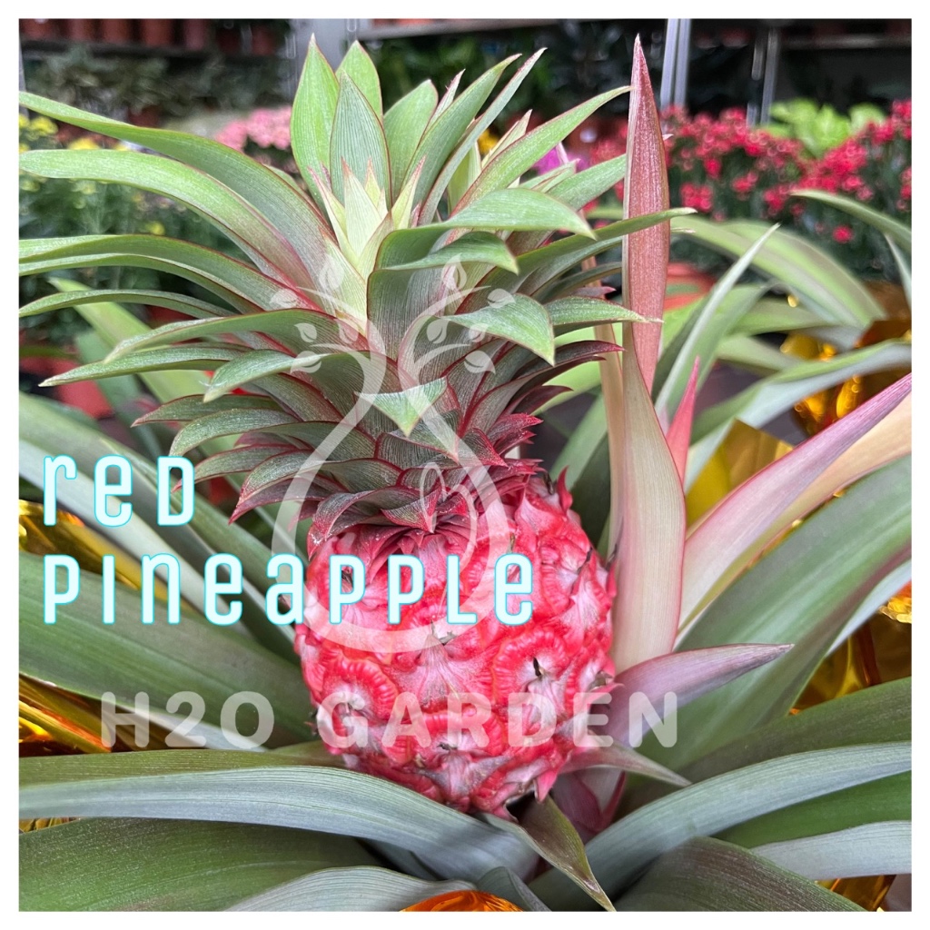 H2O - [CNY] Red Pineapple 红黄梨 ONG LAI Live Plant | Shopee Malaysia