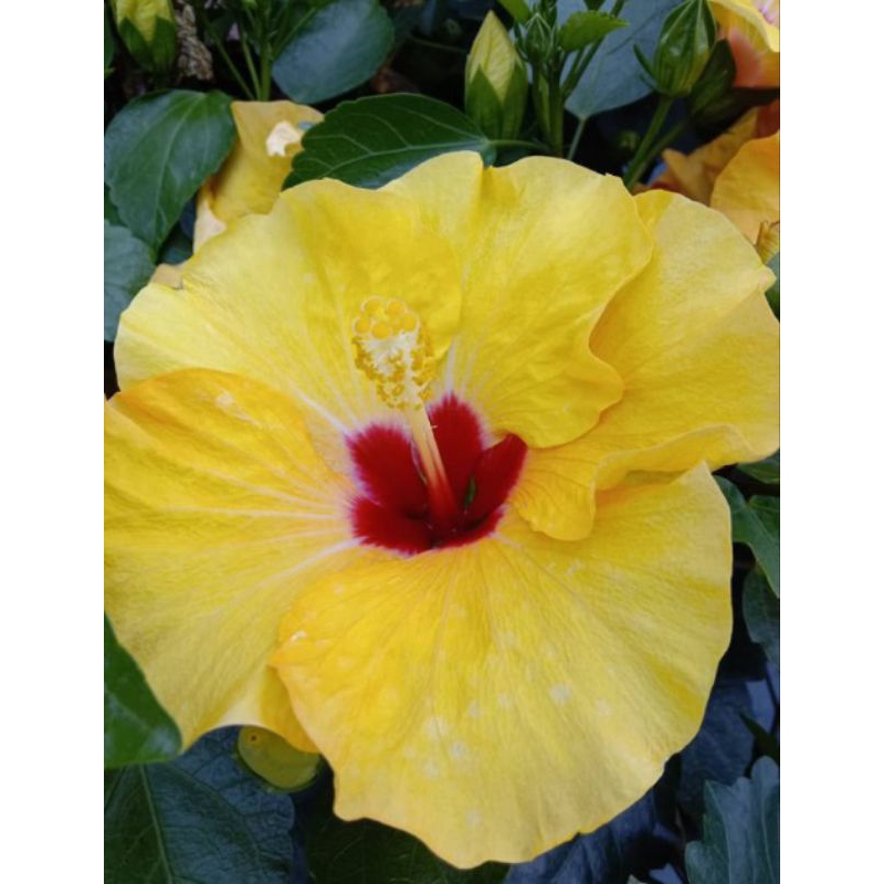 🔥🔥 Bunga Raya Hybrid No.20🔥🔥 | Shopee Malaysia