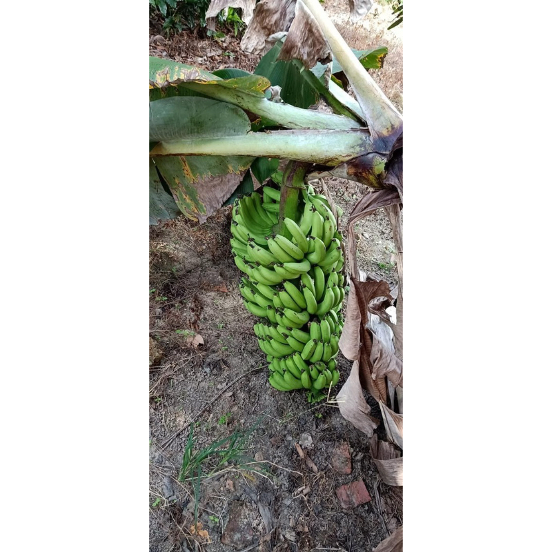 Sulur benih pokok pisang serendah | Shopee Malaysia