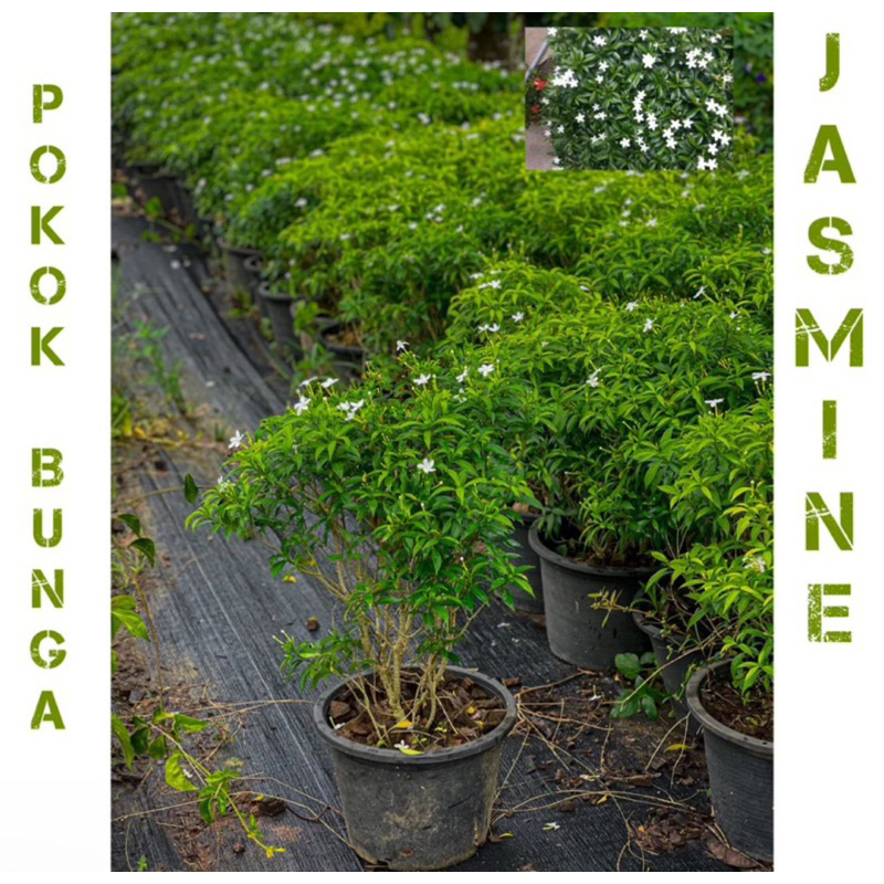 Pokok bunga jasmine / thai / murah | Shopee Malaysia