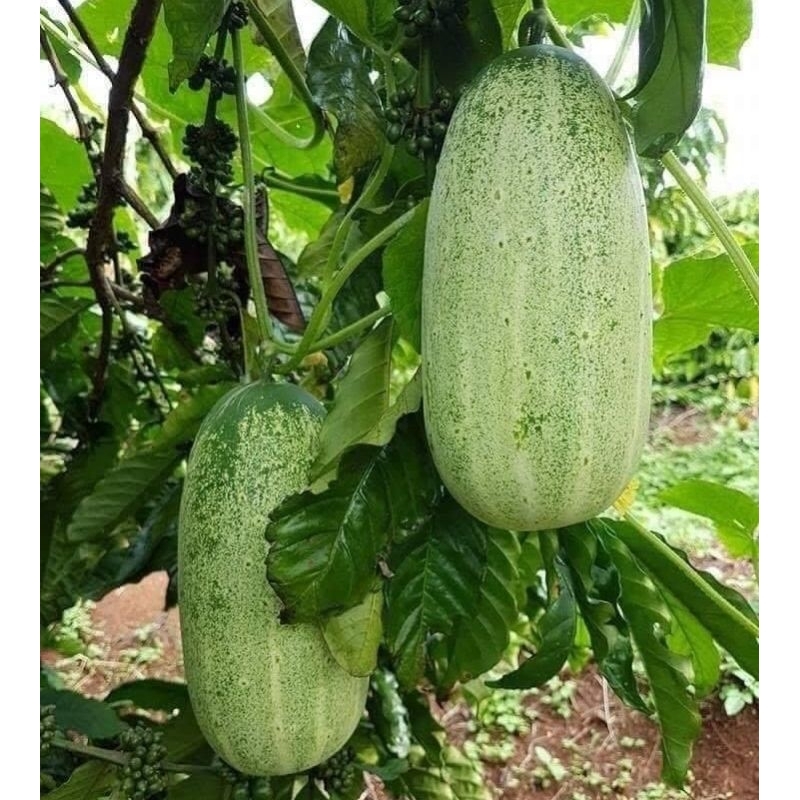 15 Biji Benih Timun Bukit Benih Timun Kampung Benih Timun Tahunan ...