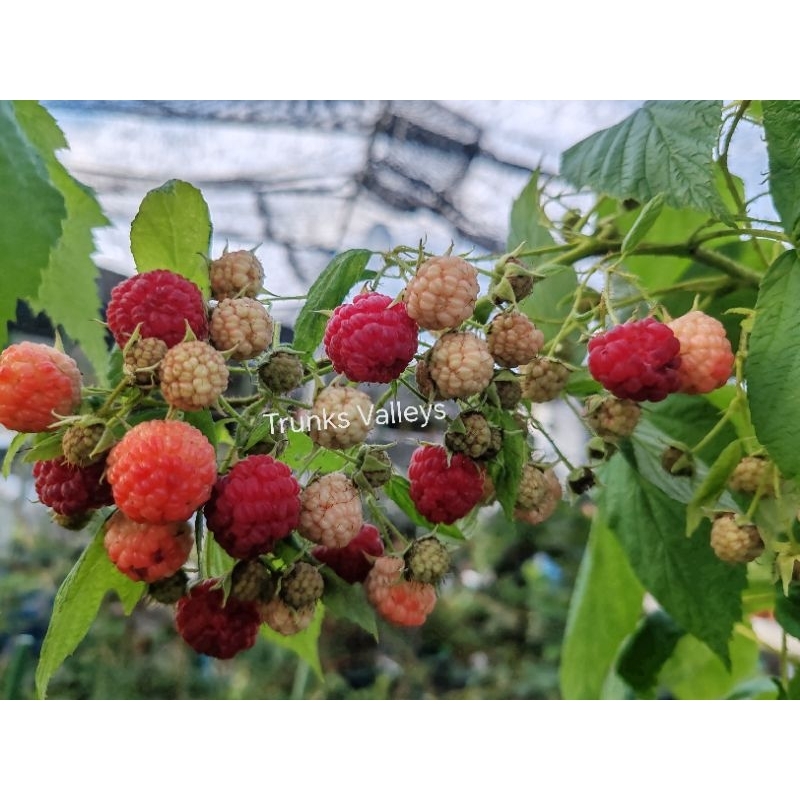 Anak Pokok Raspberry F1 | Shopee Malaysia