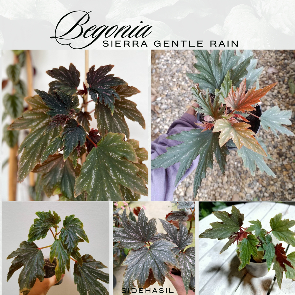 (+GIFT) BEGONIA SIERRA GENTLE RAIN | POKOK BUNGA ASAM BATU HIASAN ...