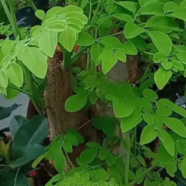 Keratan Pokok Kelor Moringa Oleifera Asli (Ori) | Shopee Malaysia