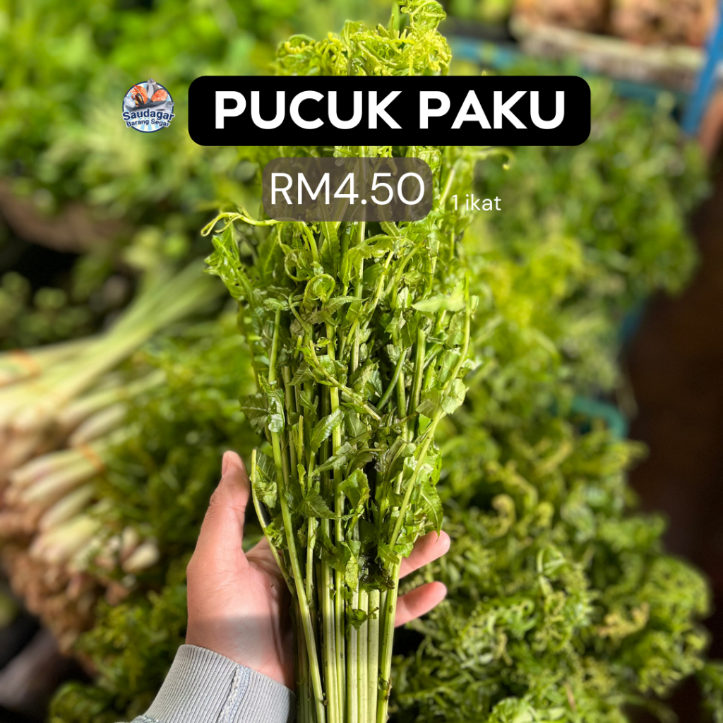 PUCUK PAKU / FRESH FIDDLEHEAD FERN | Shopee Malaysia