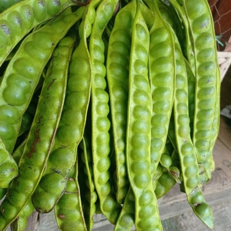 Sepapan Petai Segar Terbaik | Shopee Malaysia