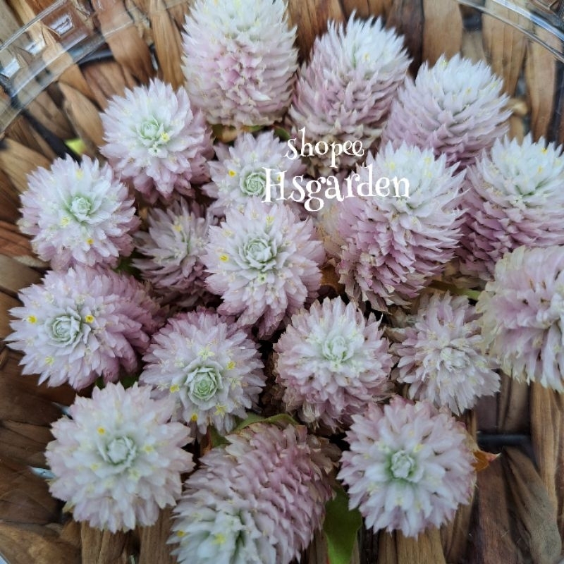 50 biji benih Gomphrena Little Princess • Gomphrena seeds • Bunga ...