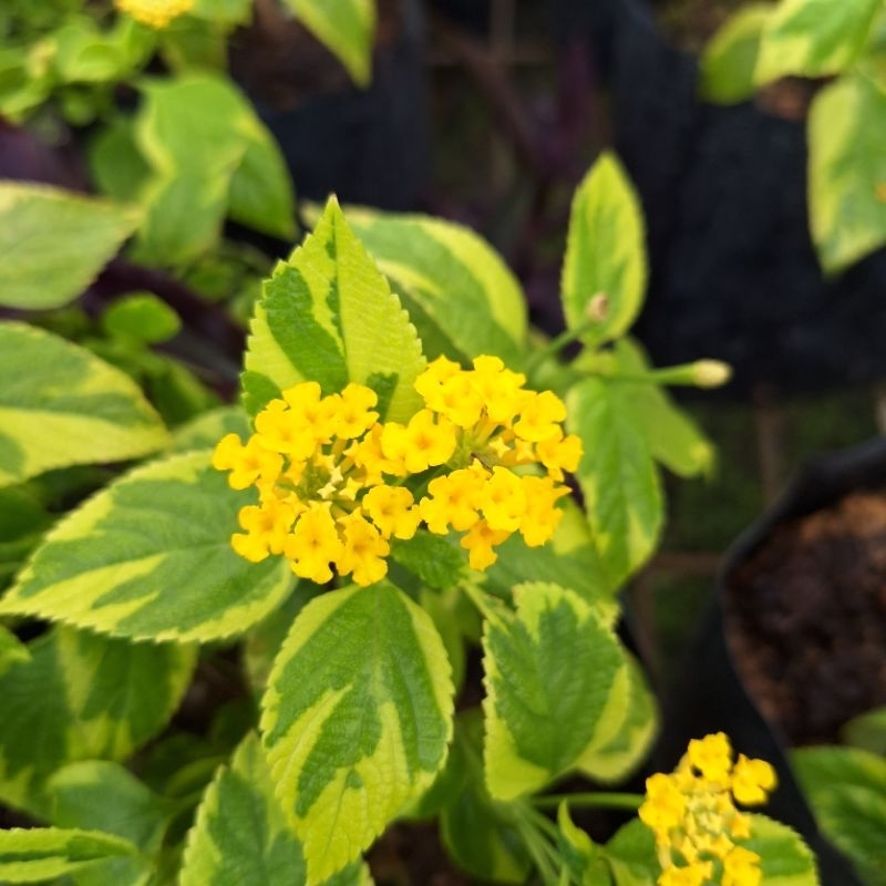 Pokok Lantana batik warna kuning | Shopee Malaysia