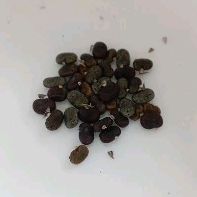 Benih Pokok Bunga Telang (20 biji) | Shopee Malaysia