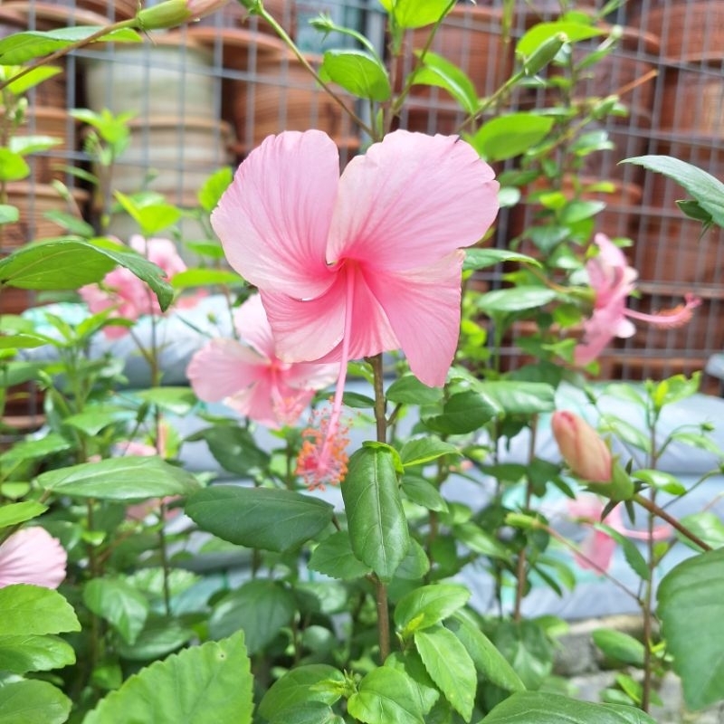 Bunga Raya kampung warna pink | Shopee Malaysia