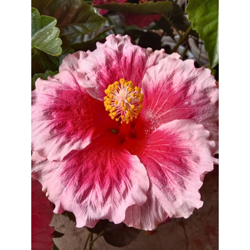 🔥🔥Bunga Raya Hybrid No.65🔥🔥 | Shopee Malaysia