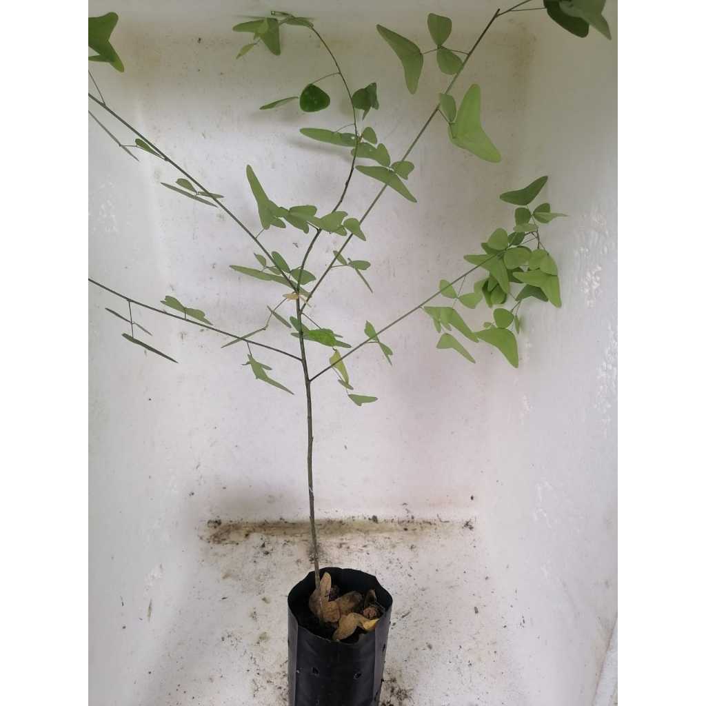 pokok rerama hijau, dalam polybag, stabil tinggi 50 -60cm (pokok herba ...