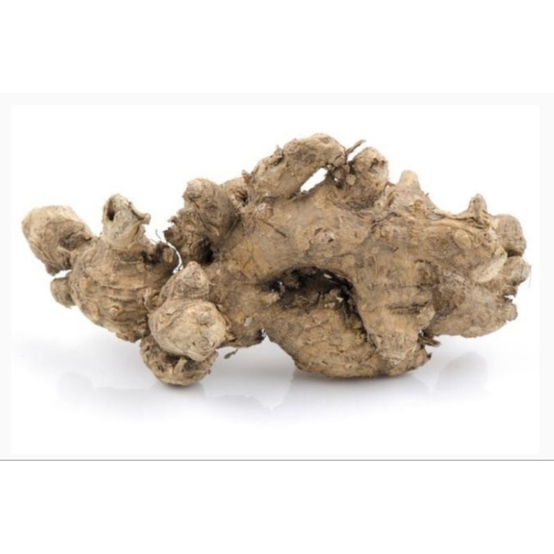 Lempoyang Herba Tradisional - 1Kg (Ready Stock) | Shopee Malaysia