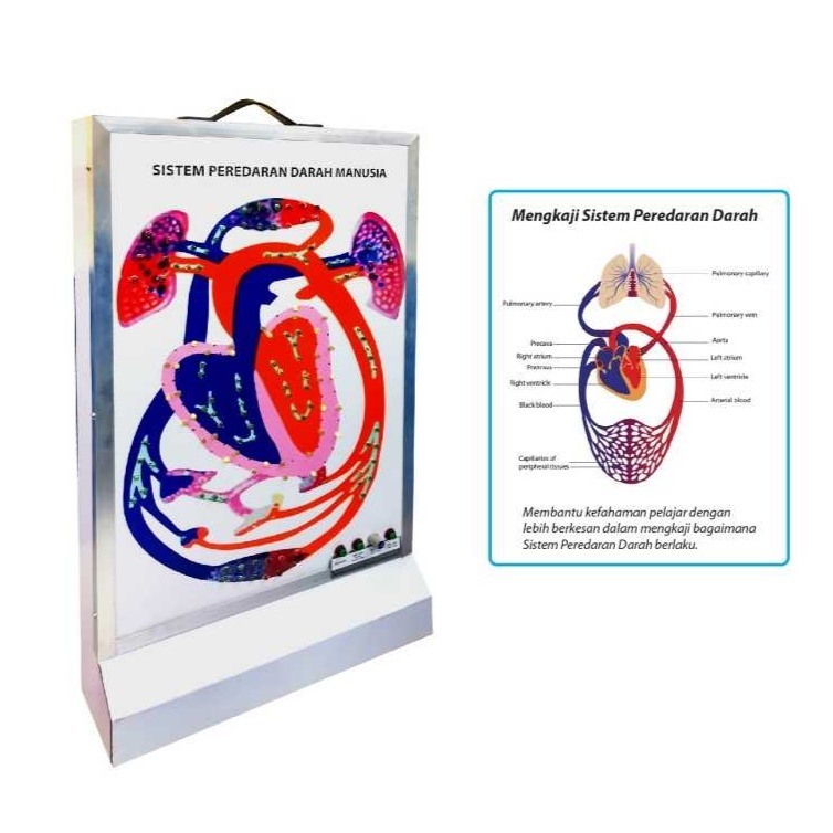 BLOOD CIRCULATION SYSTEM MODEL/MODEL ALIRAN DARAH/ALATAN MAKMAL/MAKMAL ...
