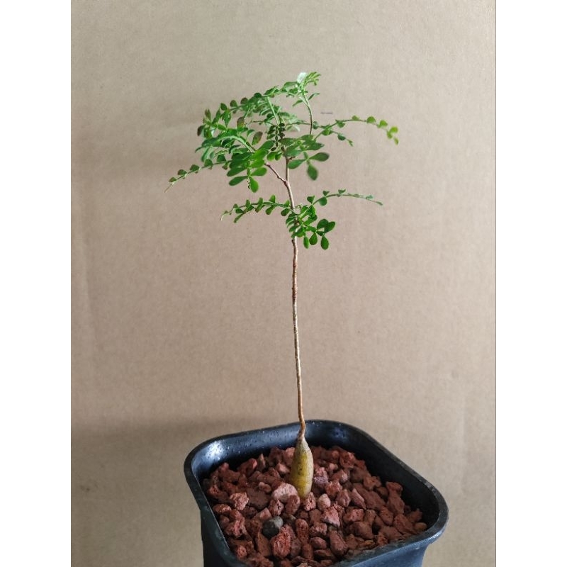 Operculicarya pachypus (Seedling) 象足漆树 (Caudex Succulent) | Shopee Malaysia