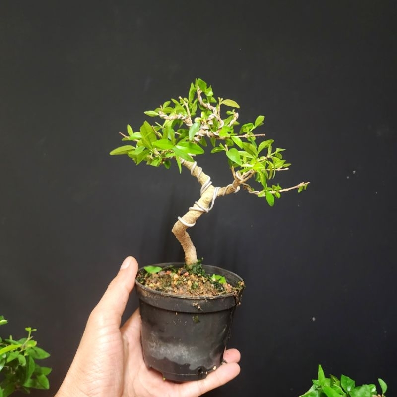 bonsai jeliti sui mei 水梅 for beginner | Shopee Malaysia