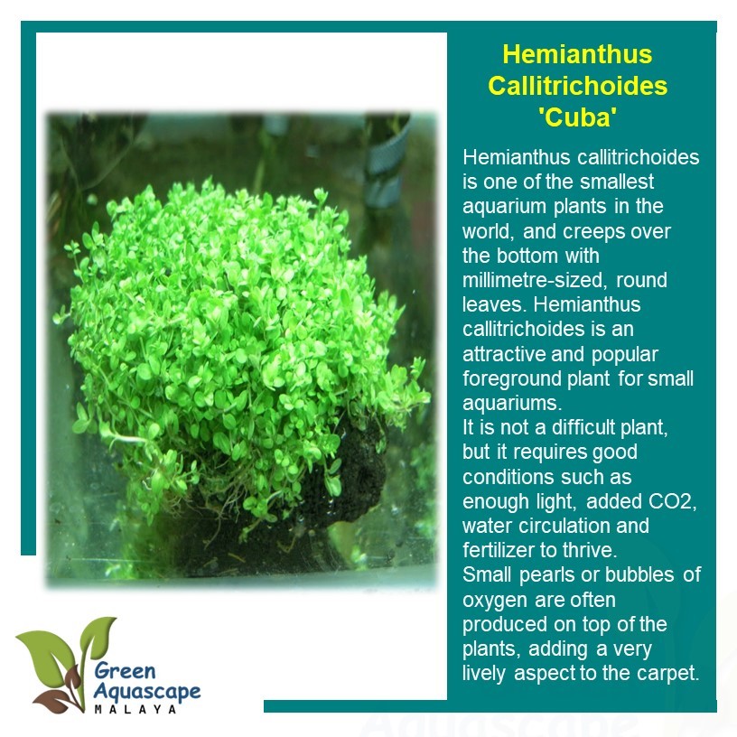 Hemianthus Callitrichoides 'Cuba' (Dwaft Baby Tears) HC Cuba | Shopee ...