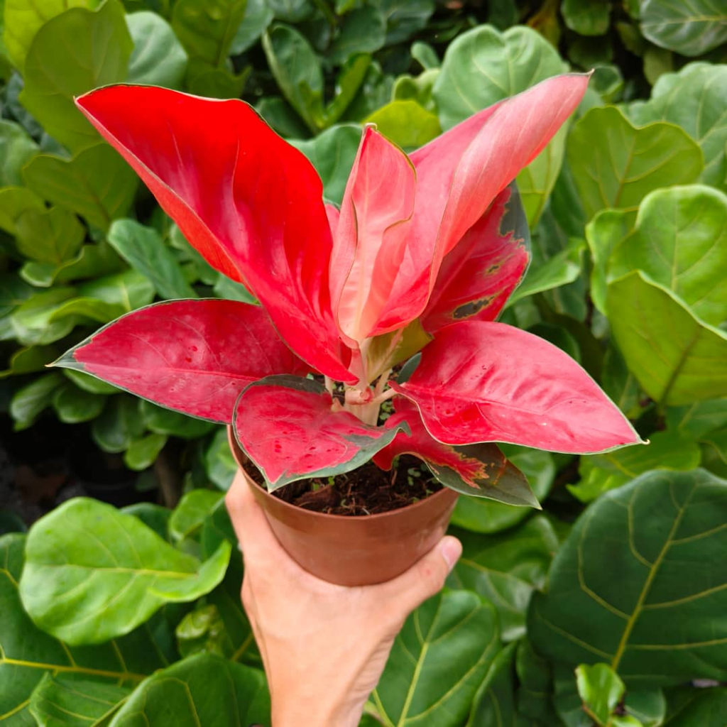 GPS Green Plant Society live plant Aglaonema Super Red Eastern Red/Sexy RedP160 东方红/超级红 | Shopee ...