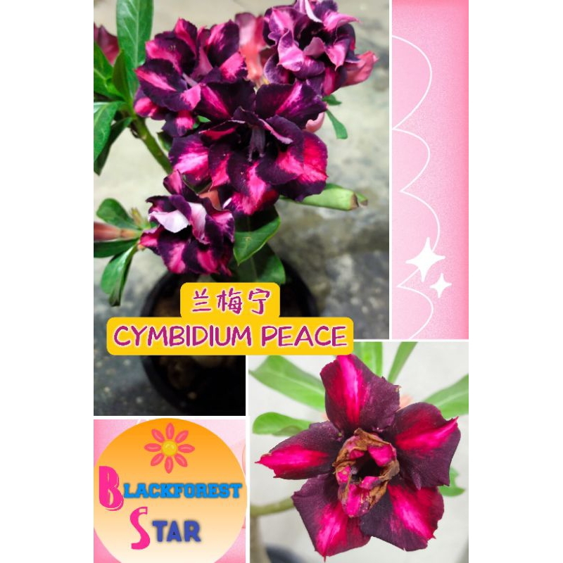NEW ID *兰梅宁 CYMBIDIUM PEACE** Pokok Kemboja 富贵花 Live Plant Adenium | Shopee Malaysia
