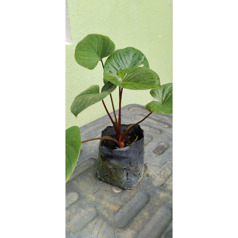 Pokok Kemoyang dalam polybag rm15 sepokok | Shopee Malaysia