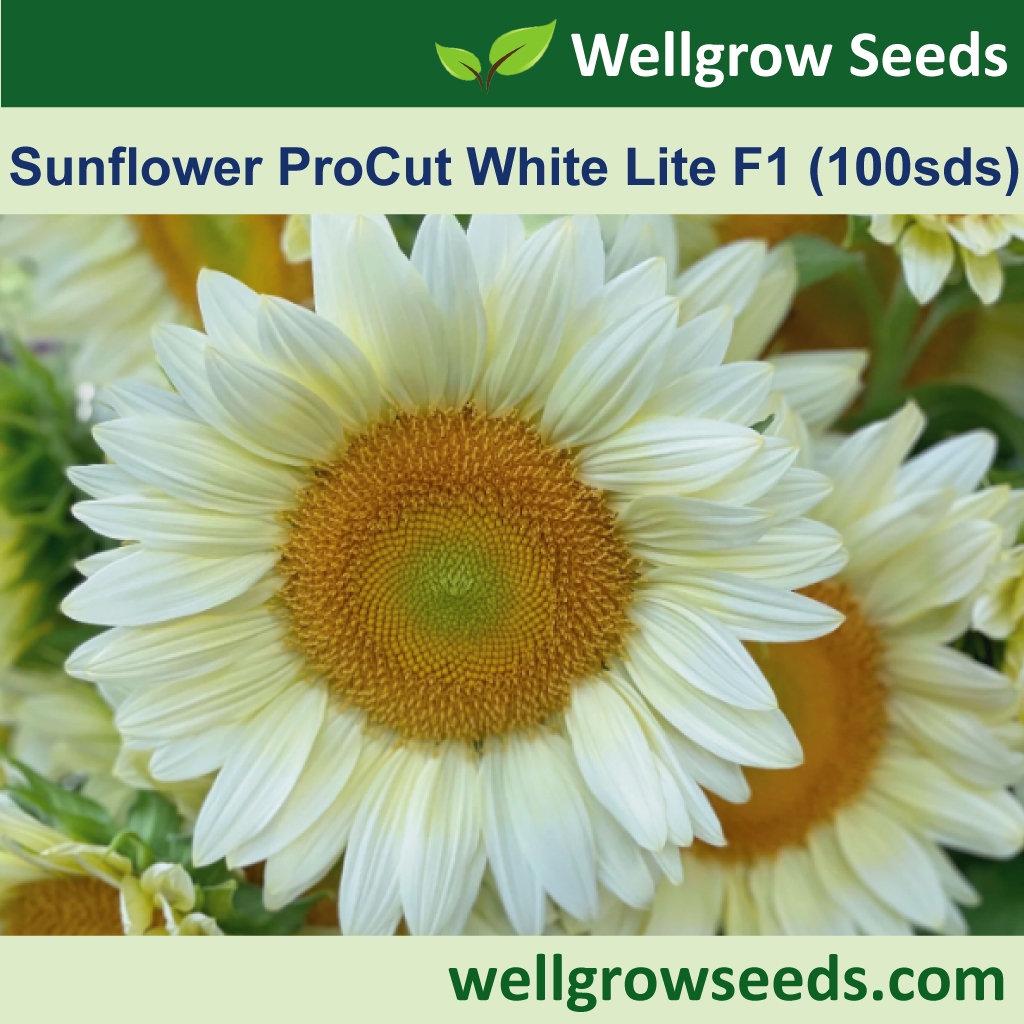 Sunflower White Lite F1 (100sds) Helianthus 向日葵：白月光 Biji Benih Bunga ...