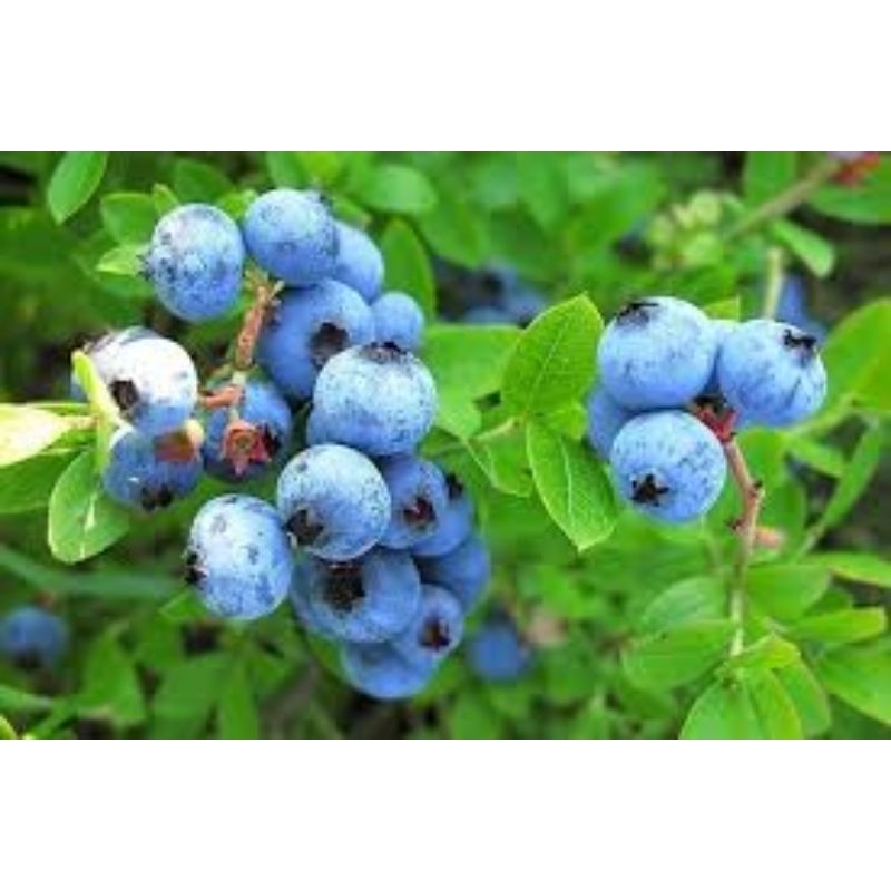 Live Plant XL Larger Size Tropical Blueberry Plant Pokok Besar Beri ...