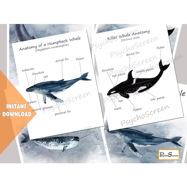 PDF] Whale Unit Study Home Learning Kids Printable Montessori Toddler ...