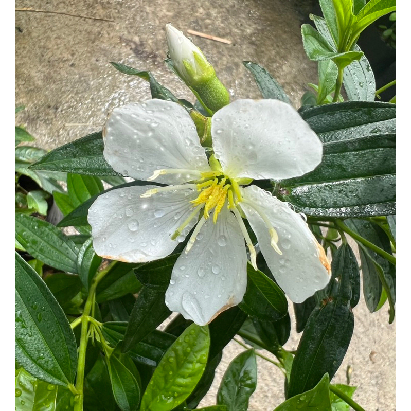 Senduduk Putih : Melastoma decemfidum : Bunga Putih Pokok Ubat ...