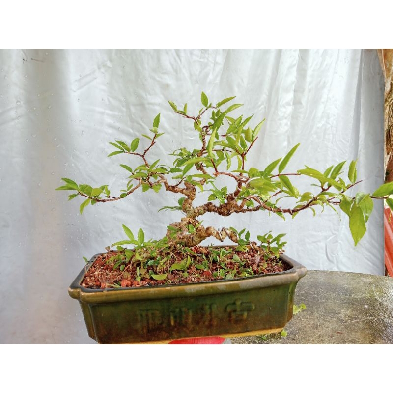 Bonsai Jeliti/ Shui mei/ wrigtria/ water jasmine/ 水梅 | Shopee Malaysia