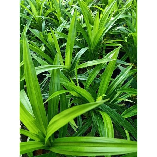 Pokok pandan wangi daun pandan (order masuk baru petik) | Shopee Malaysia