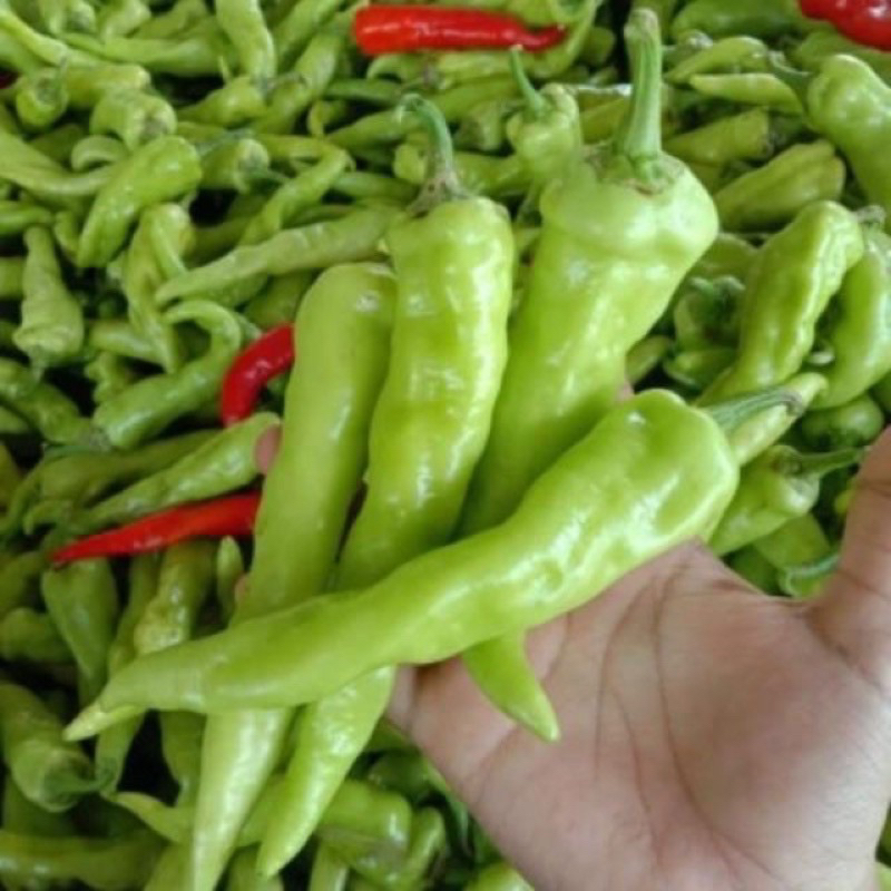 LADA SOLOK SEGAR DARI LADANG KELANTAN (KUALITI DIJAMIN) | KEBUN SENDIRI ...